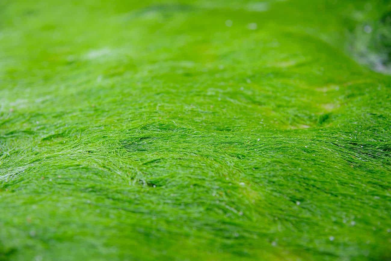 Chlorella - How healthy is the alga? — VEGANE VIBES